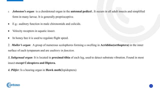 Insect sense ORGANS (MECHANO-, PHOTO- AND CHEMO- RECEPTORS): IT’S ...
