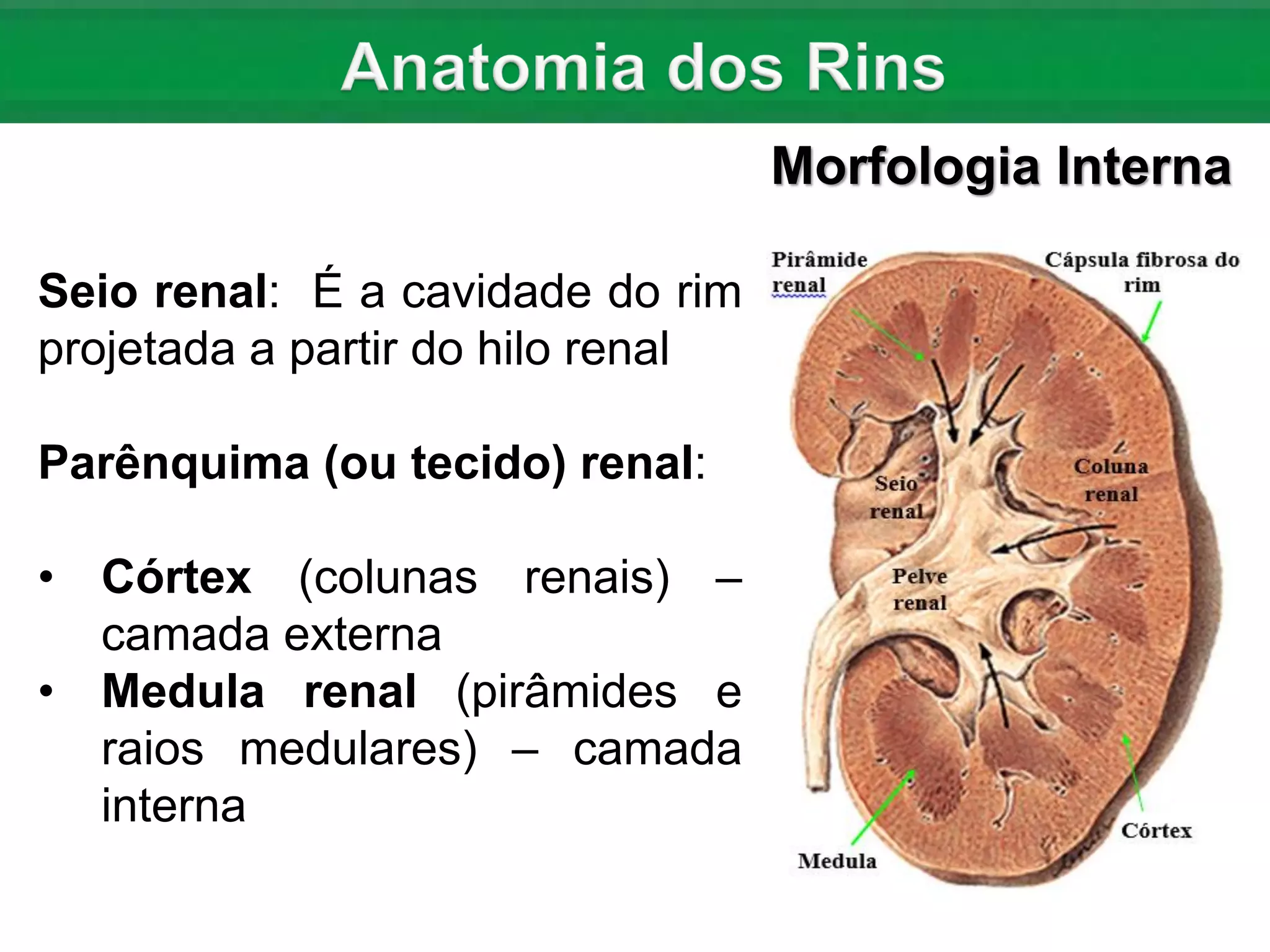 Nefrologia: Anatomia e Fisiologia dos Rins | PDF