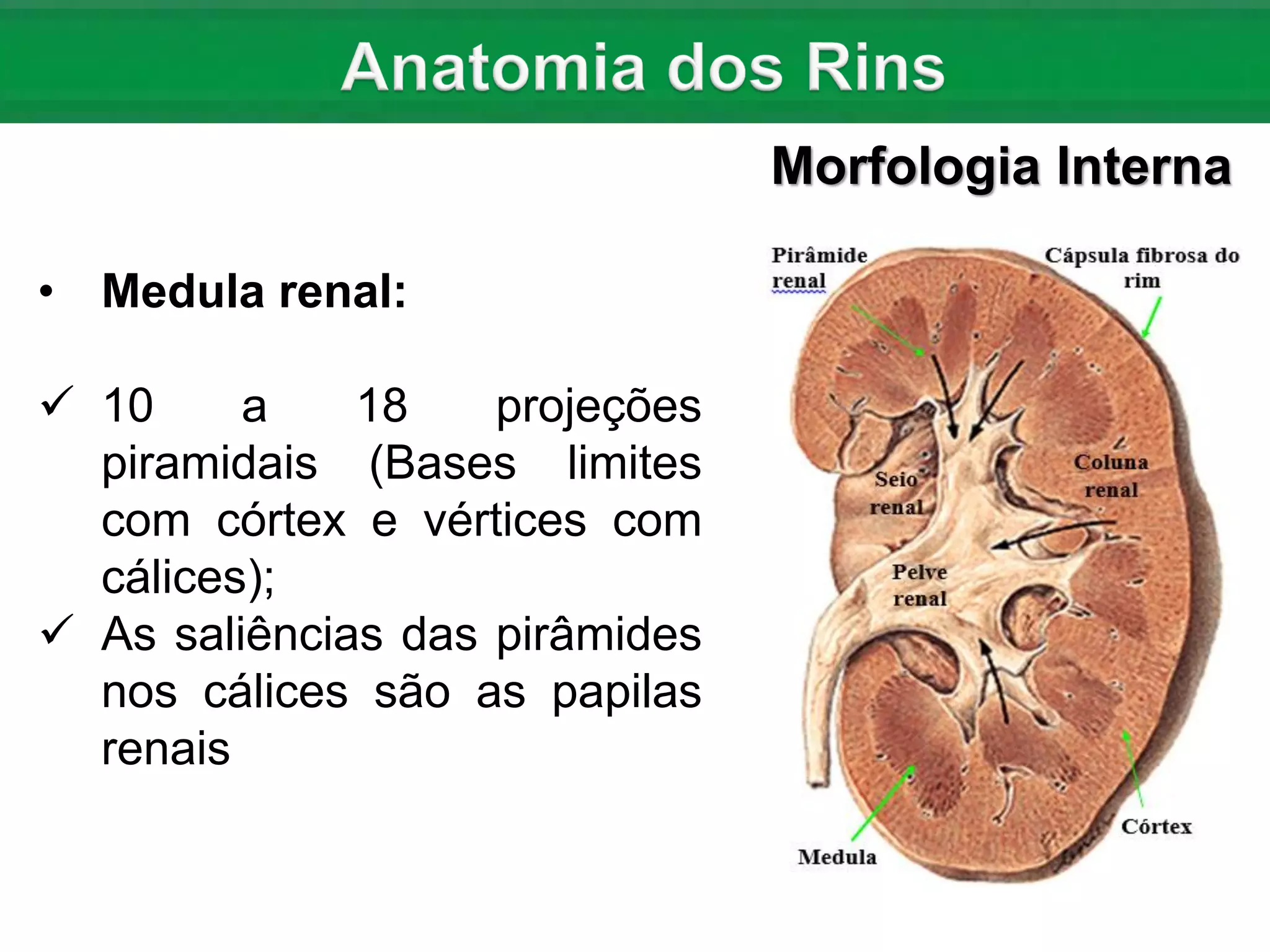 Nefrologia: Anatomia e Fisiologia dos Rins | PDF
