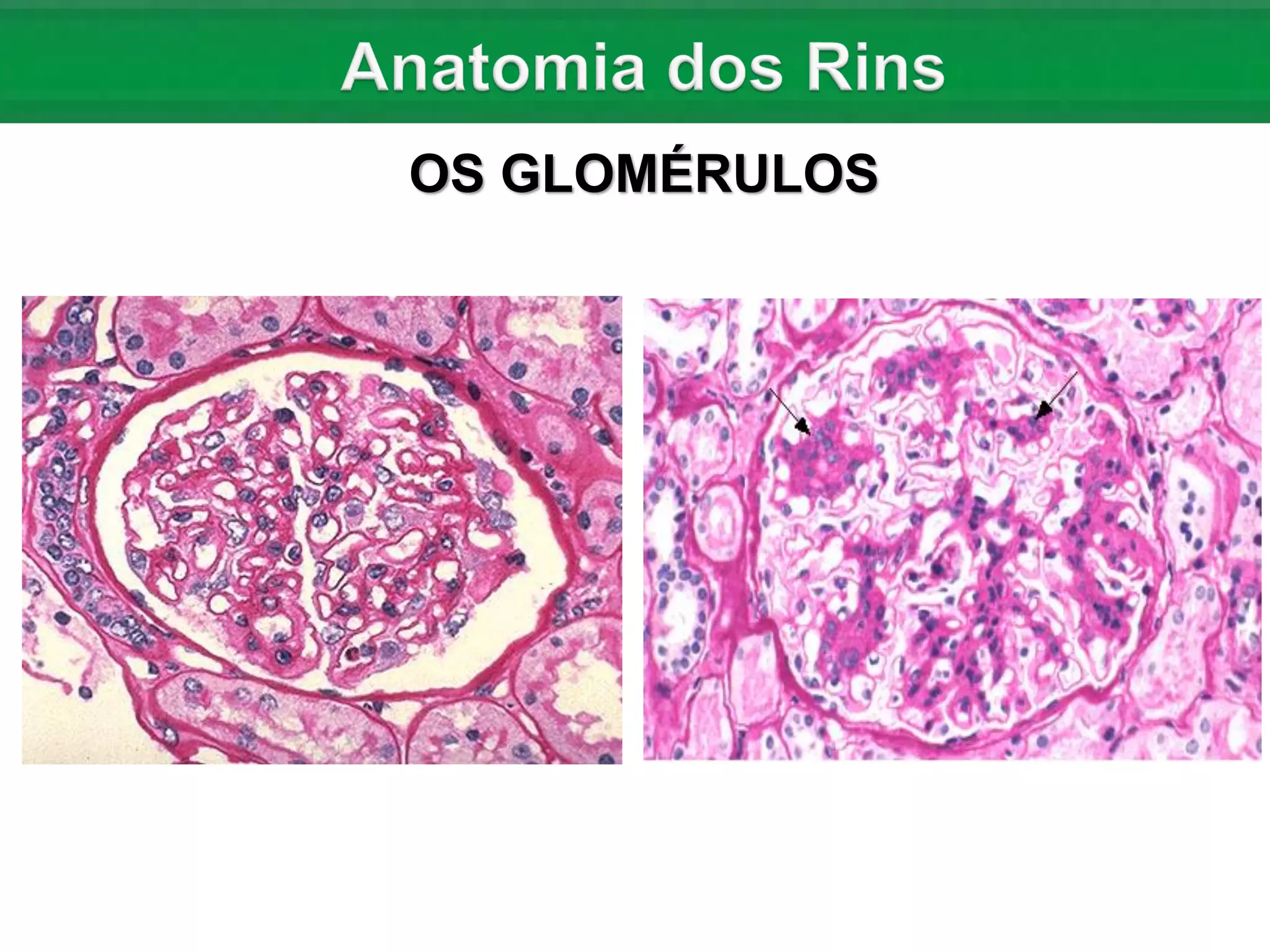 Nefrologia: Anatomia e Fisiologia dos Rins | PDF