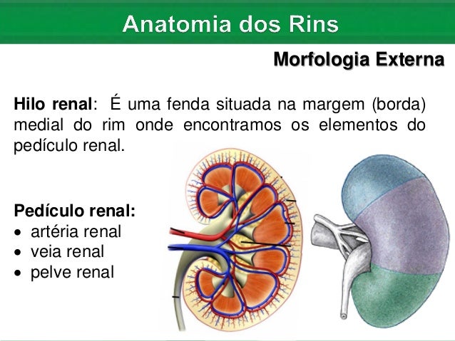Nefrologia: Anatomia e Fisiologia dos Rins