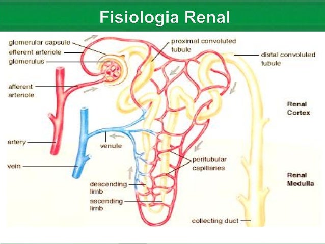 Bf 081 Fisiologia Renalppt Rim Funo Renal