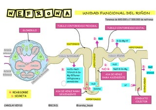 Dibujo de la unidad funcional del riñón la nefrona.pdf