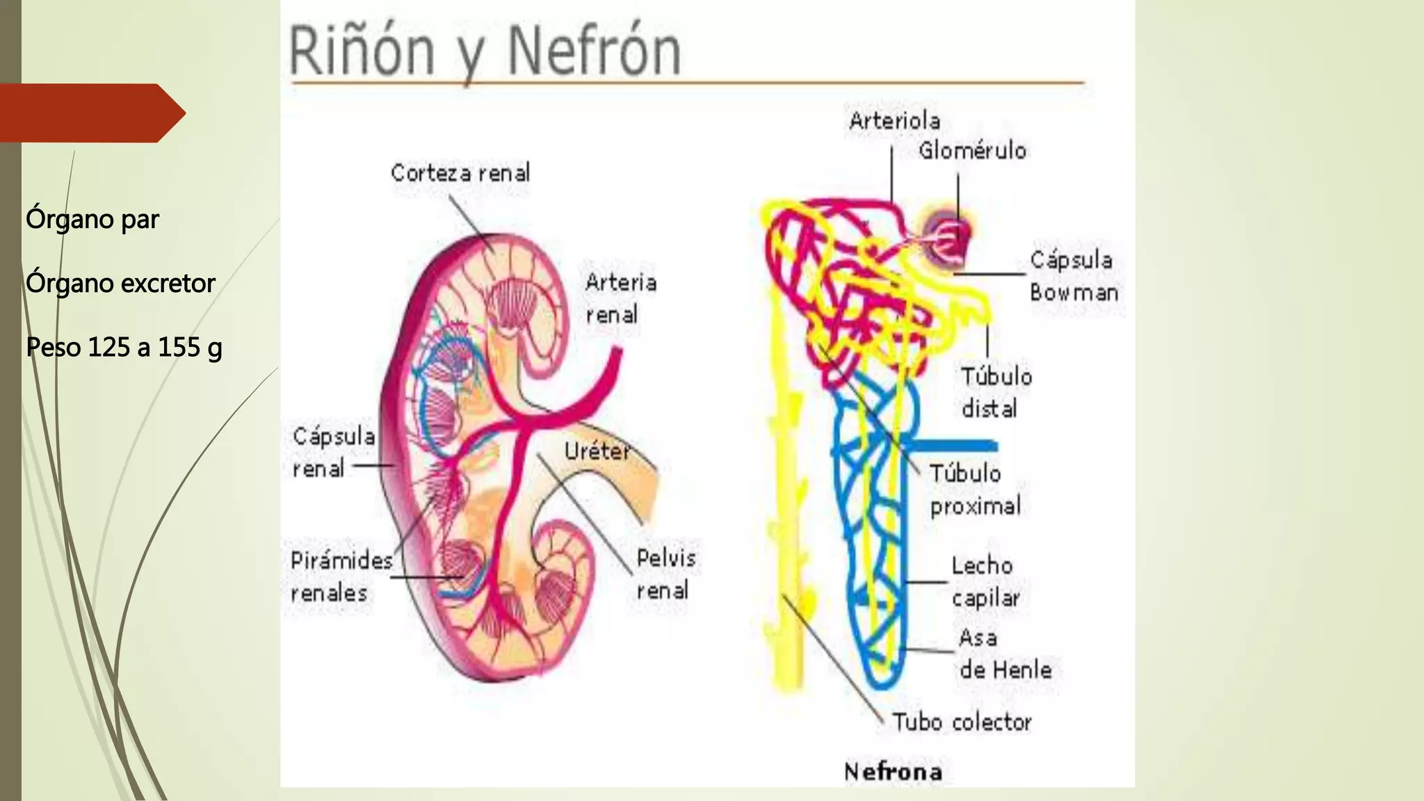 Anatoma Del Sistema Urinario Y Estructura De La Nefrona