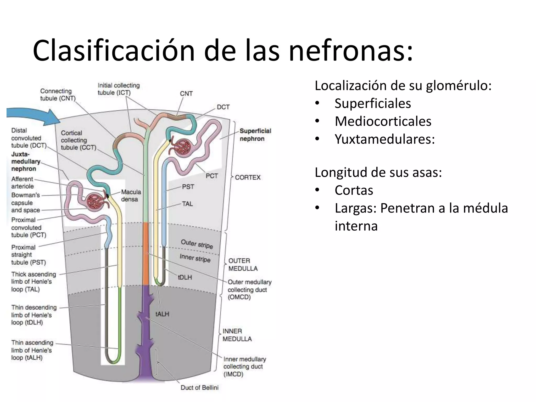 Nefrona proximal | PPT