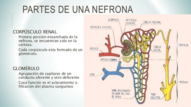 Nefronas