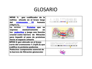 Nefropatologia | PPTX