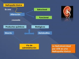 Nefrotoxicidad | PDF