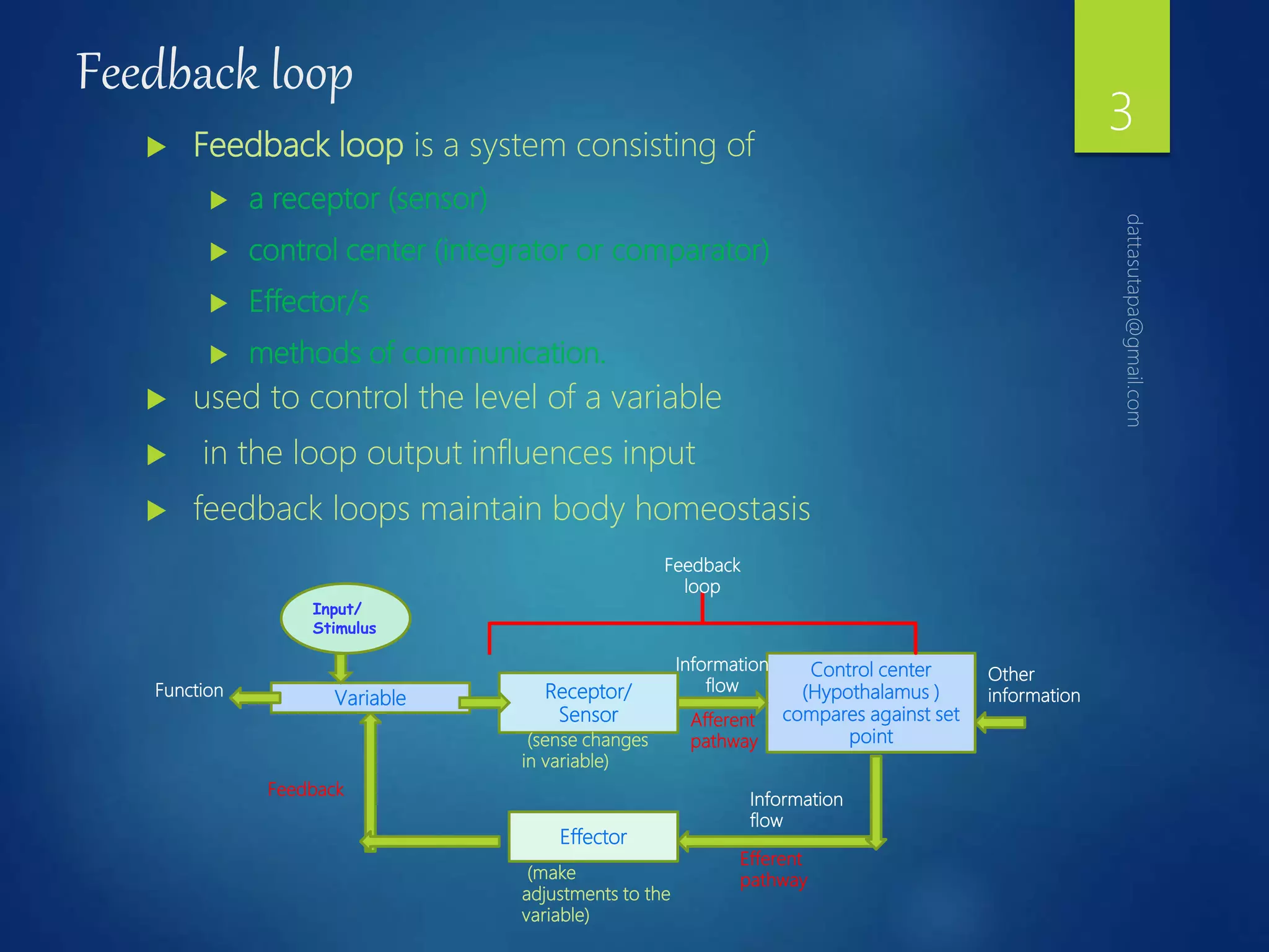 Negative feedback loops | PPTX