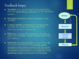 Negative feedback loops | PPTX