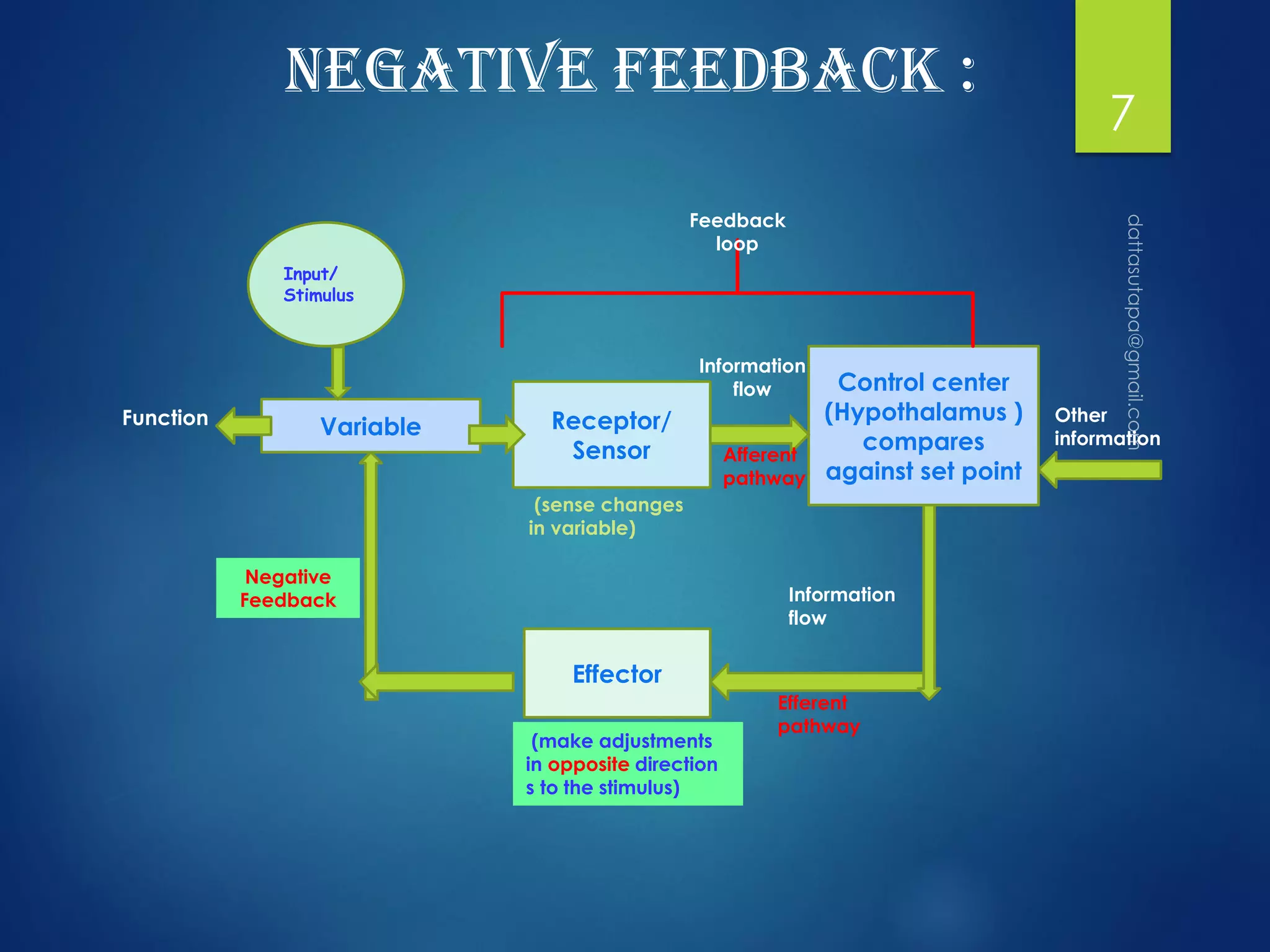 Negative feedback loops | PDF