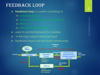 Negative feedback loops | PDF