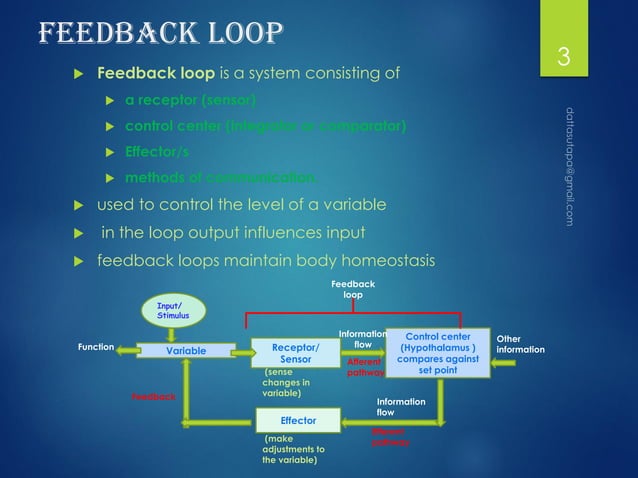 Negative feedback loops | PDF