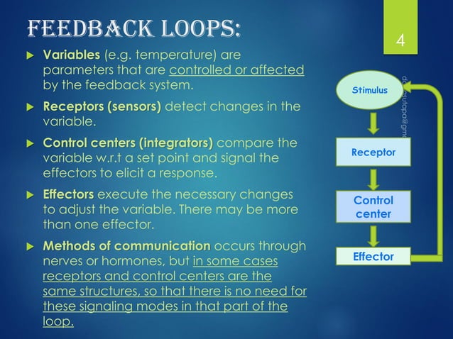 Negative feedback loops | PDF