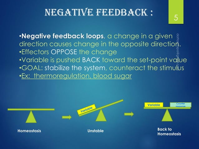 Negative feedback loops | PDF