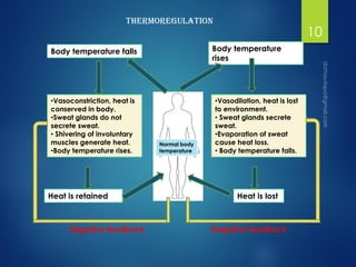 Feedback Loop Diagram Body Temperature