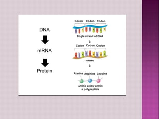 Negative gene regulation | PPTX