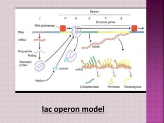Negative gene regulation | PPTX