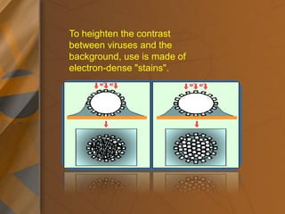 negative stainig.pdf