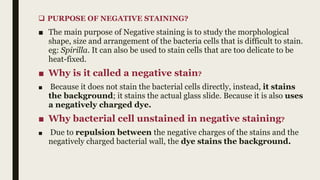 Negative Stain