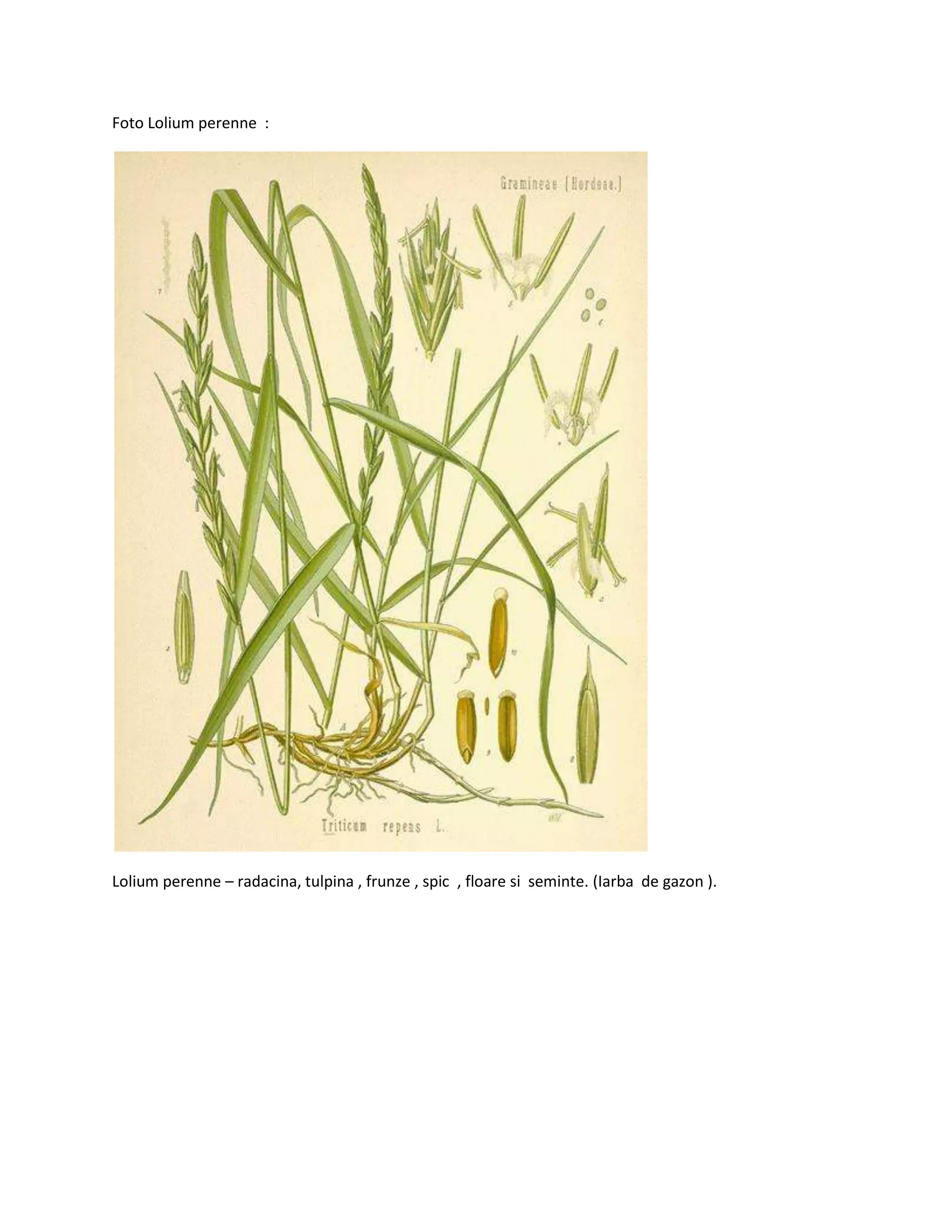 Neghina sau zizania | PDF