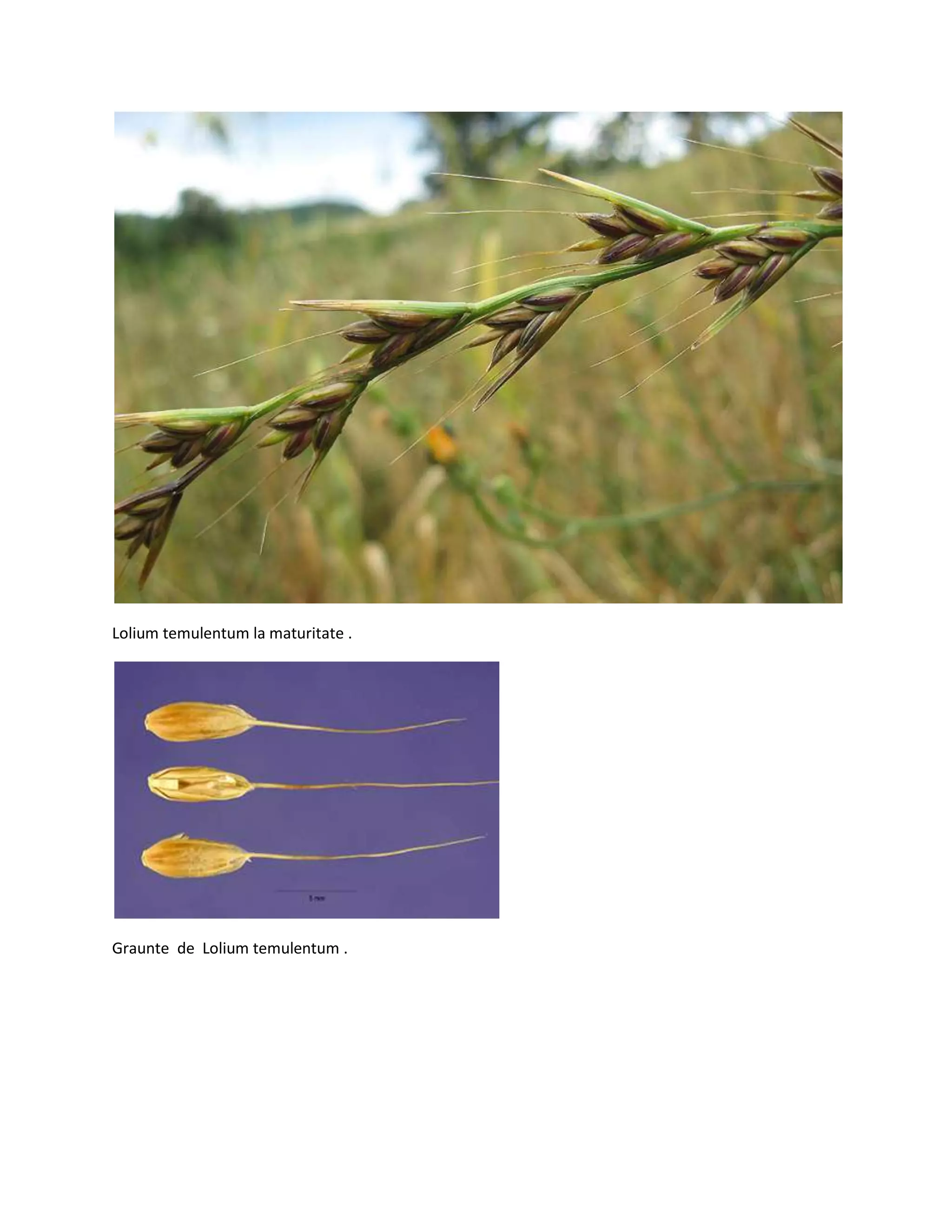 Neghina sau zizania | PDF