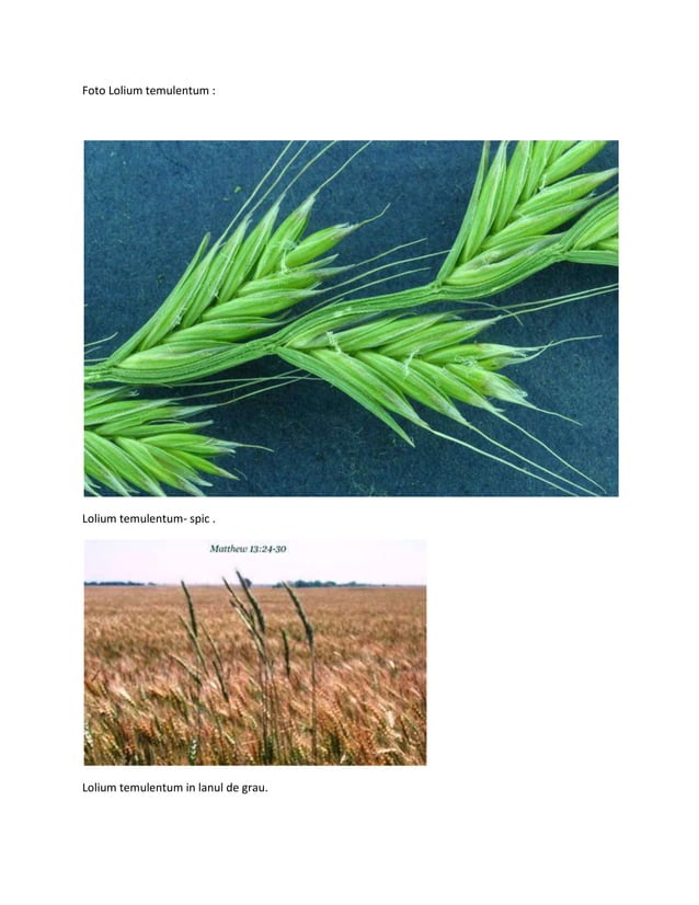 Neghina sau zizania | PDF