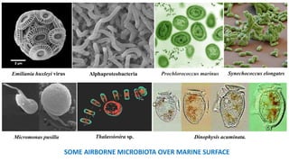 Neglected Research Fields in Aerobiology.pptx