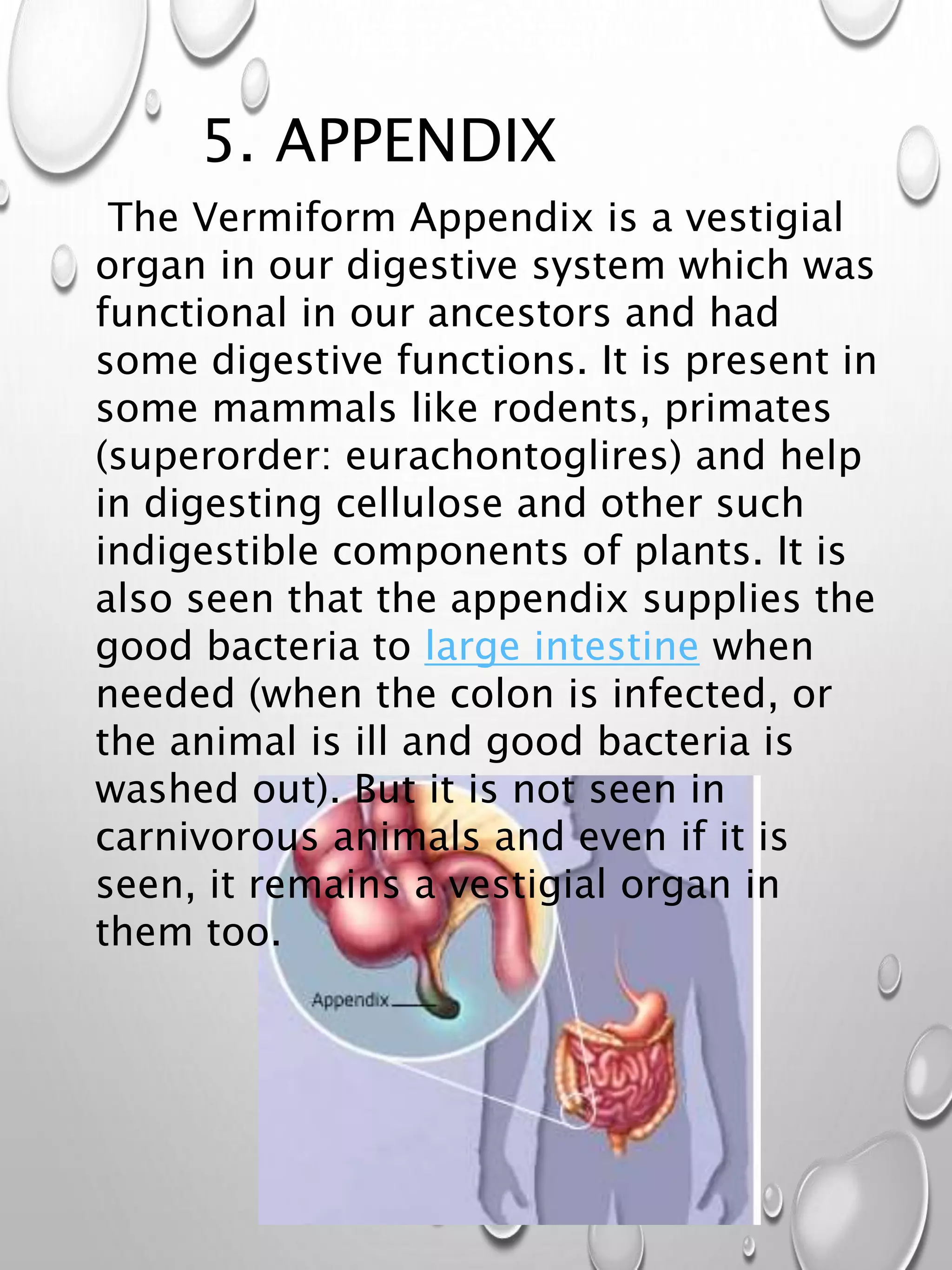 BIOLOGY INVESTIGATORY PROJECT | VESTIGIAL STRUCTURE | PPTX