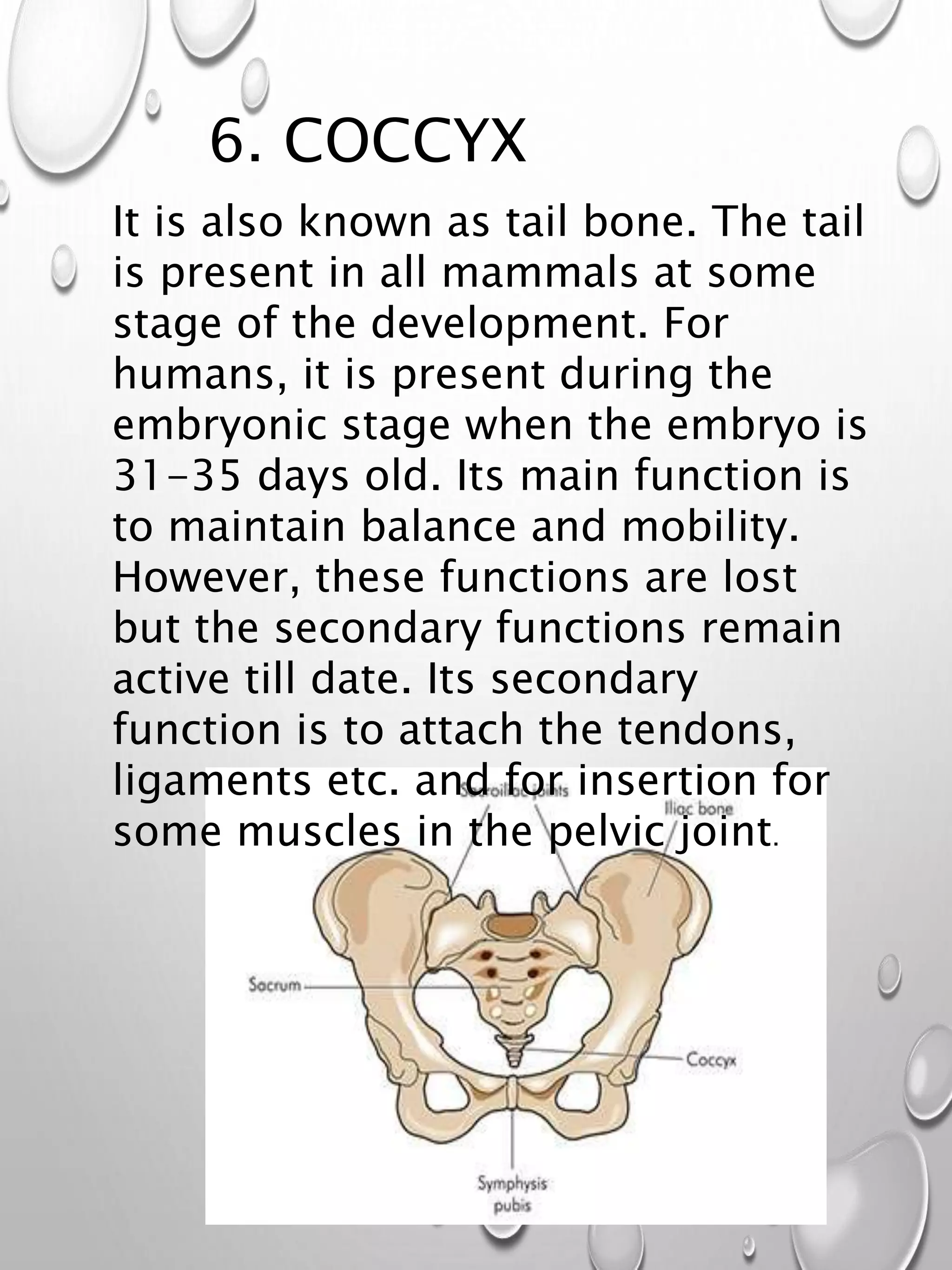 BIOLOGY INVESTIGATORY PROJECT | VESTIGIAL STRUCTURE | PPTX