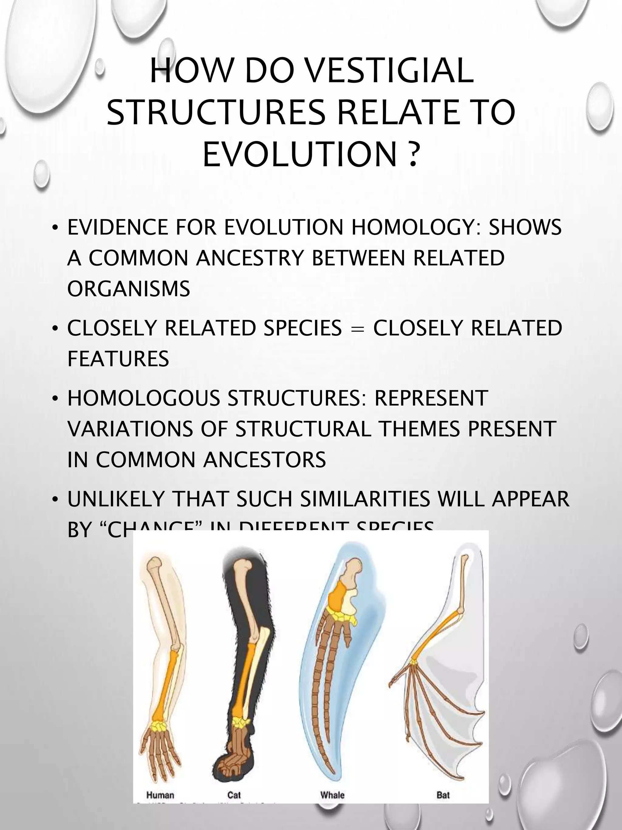 BIOLOGY INVESTIGATORY PROJECT | VESTIGIAL STRUCTURE | PPTX