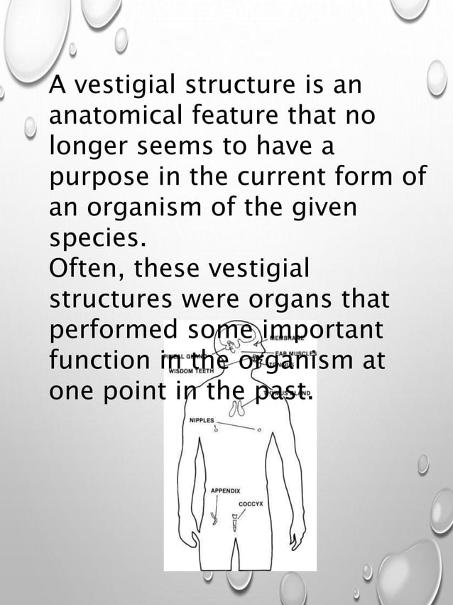 BIOLOGY INVESTIGATORY PROJECT | VESTIGIAL STRUCTURE | PDF