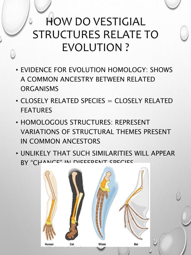 BIOLOGY INVESTIGATORY PROJECT | VESTIGIAL STRUCTURE | PPTX | Ear, Nose and Throat Conditions ...