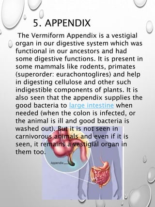 Vestigial Structures Appendix