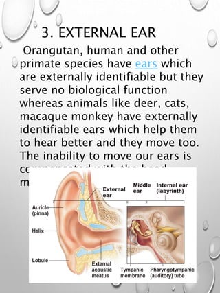 Vestigial Structures Of Human Ears