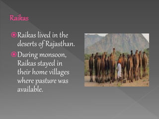 Pastoralists in the modern world | PPTX