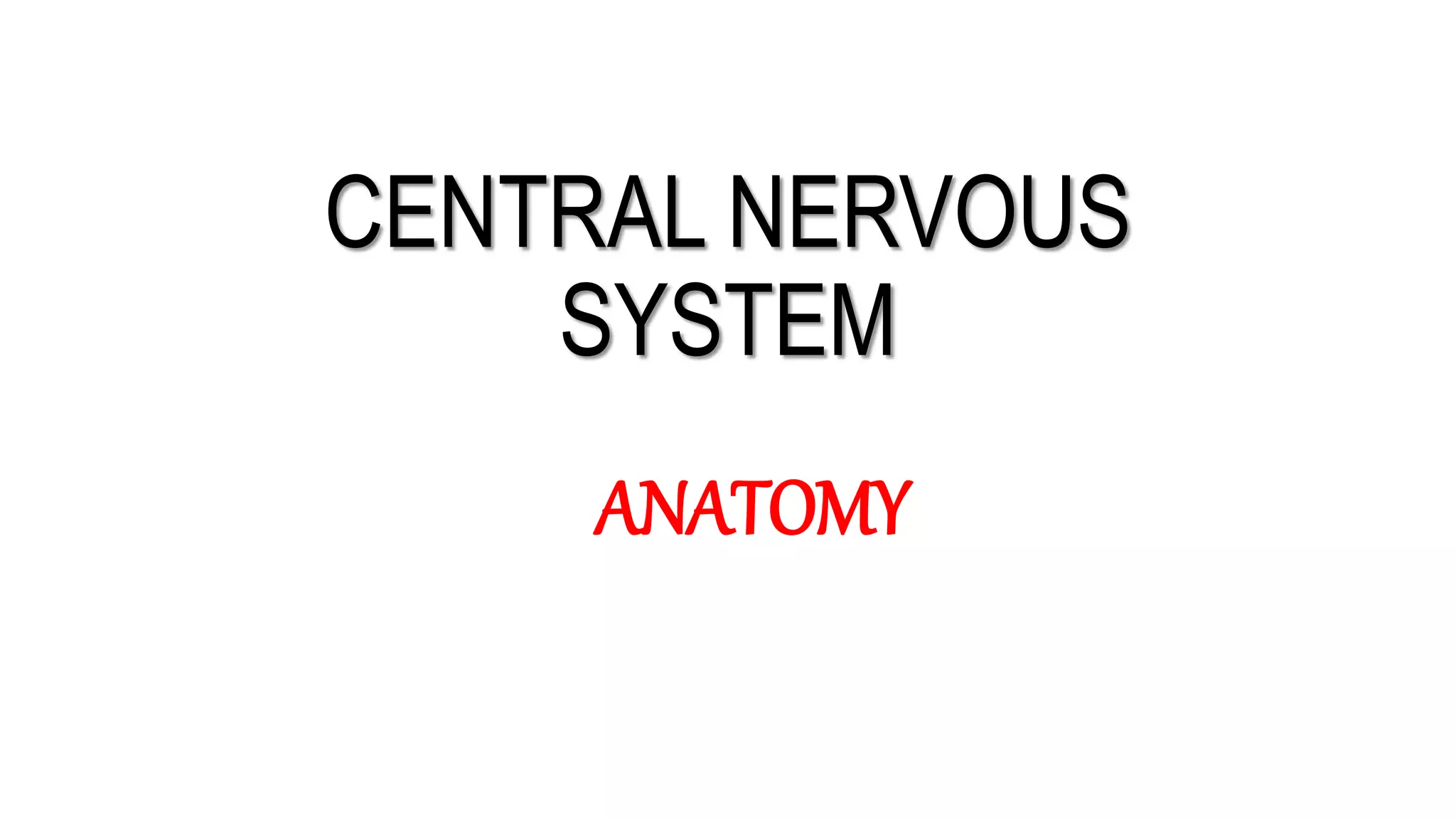 anatomy of central nervous system | PPTX