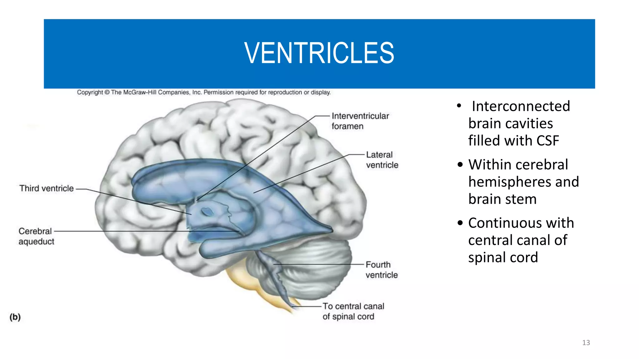anatomy of central nervous system | PPTX