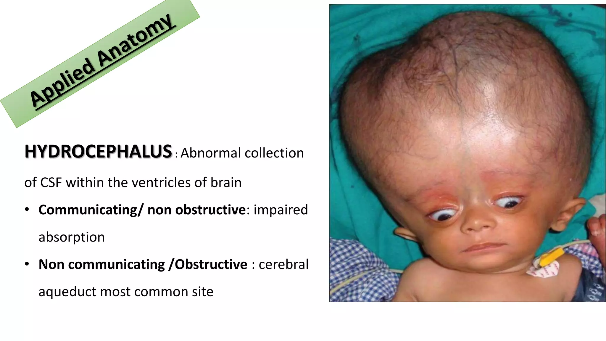 anatomy of central nervous system | PPTX