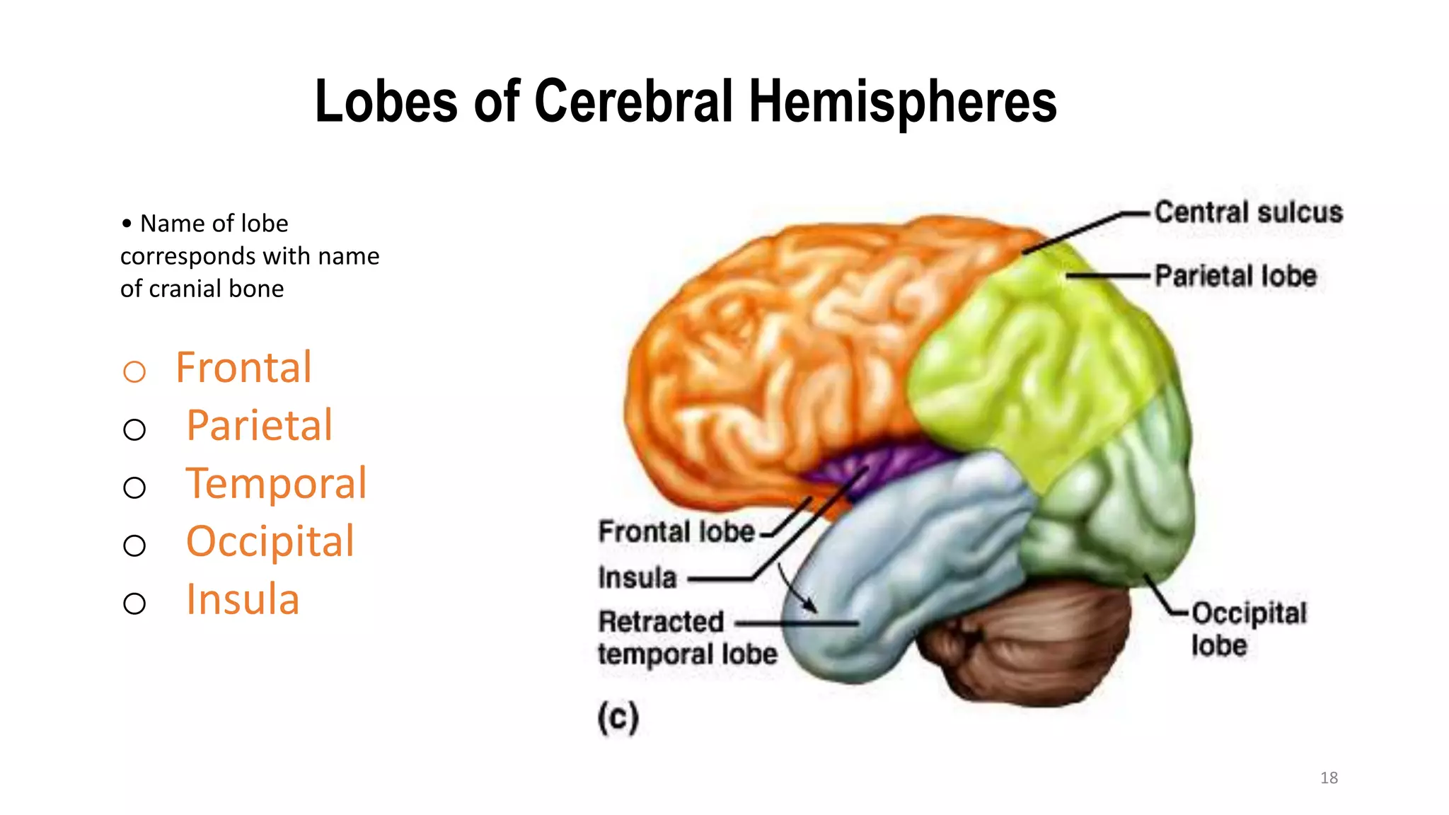 anatomy of central nervous system | PPTX