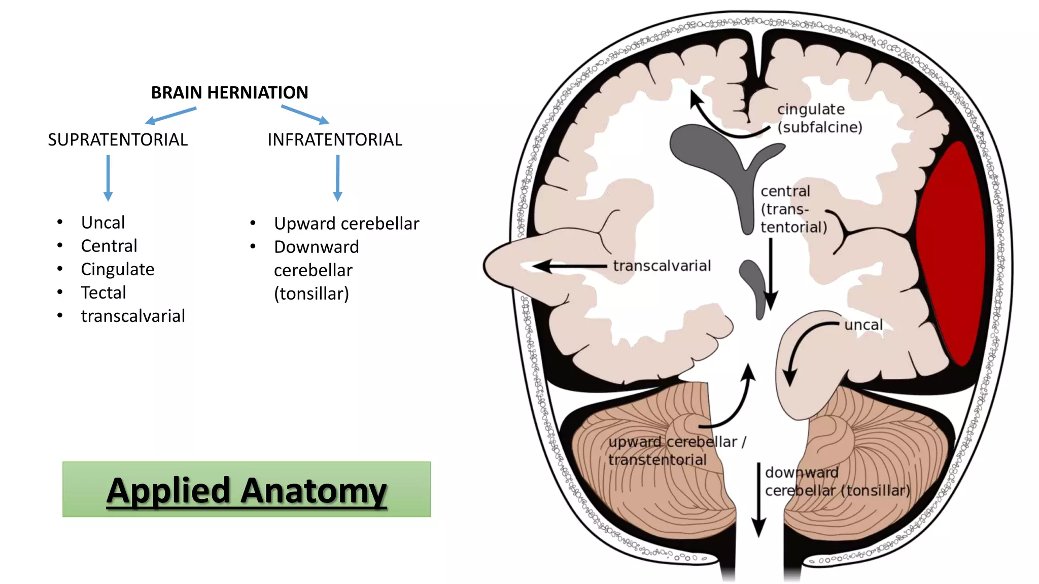 anatomy of central nervous system | PPTX
