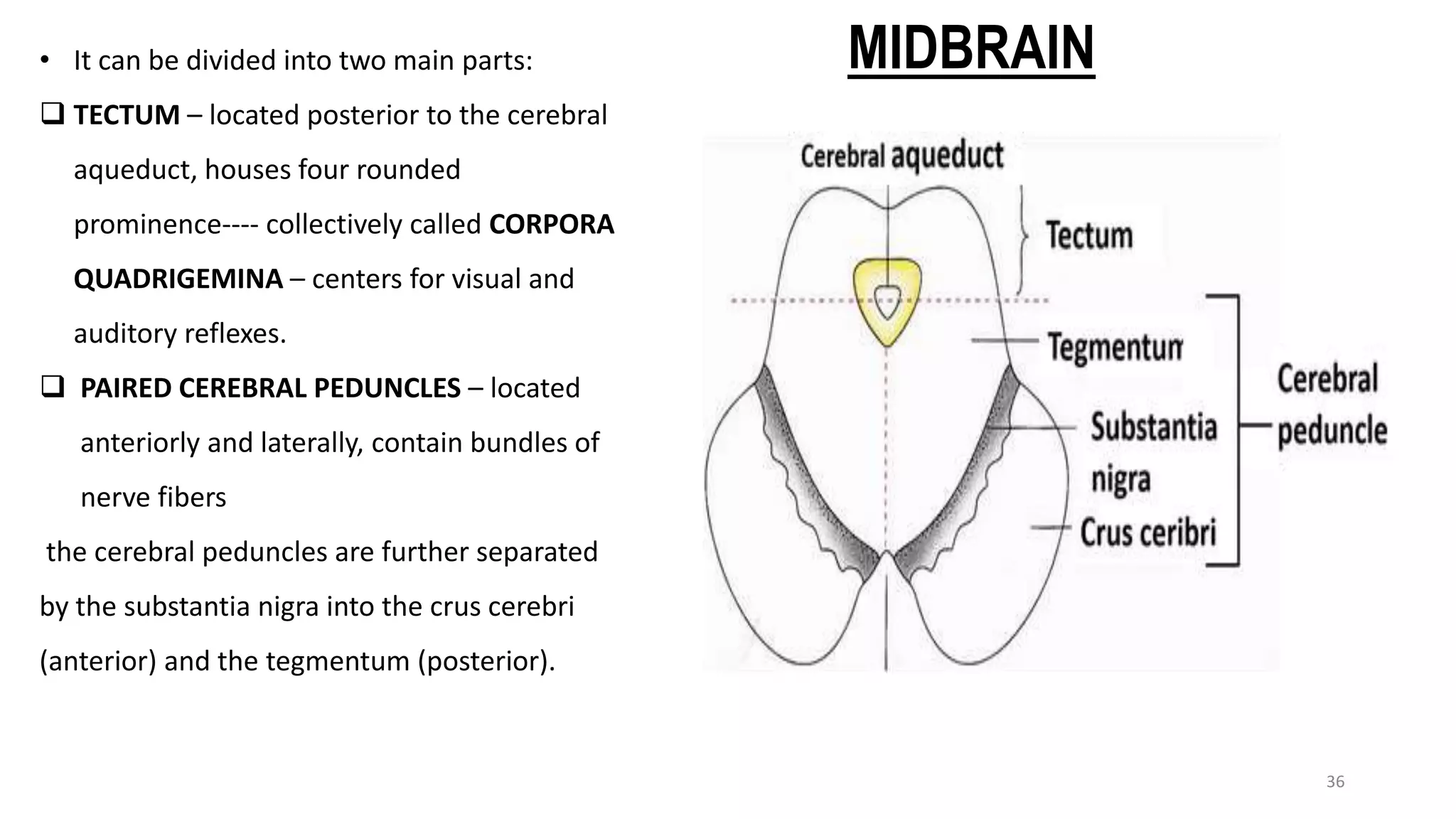 anatomy of central nervous system | PPTX