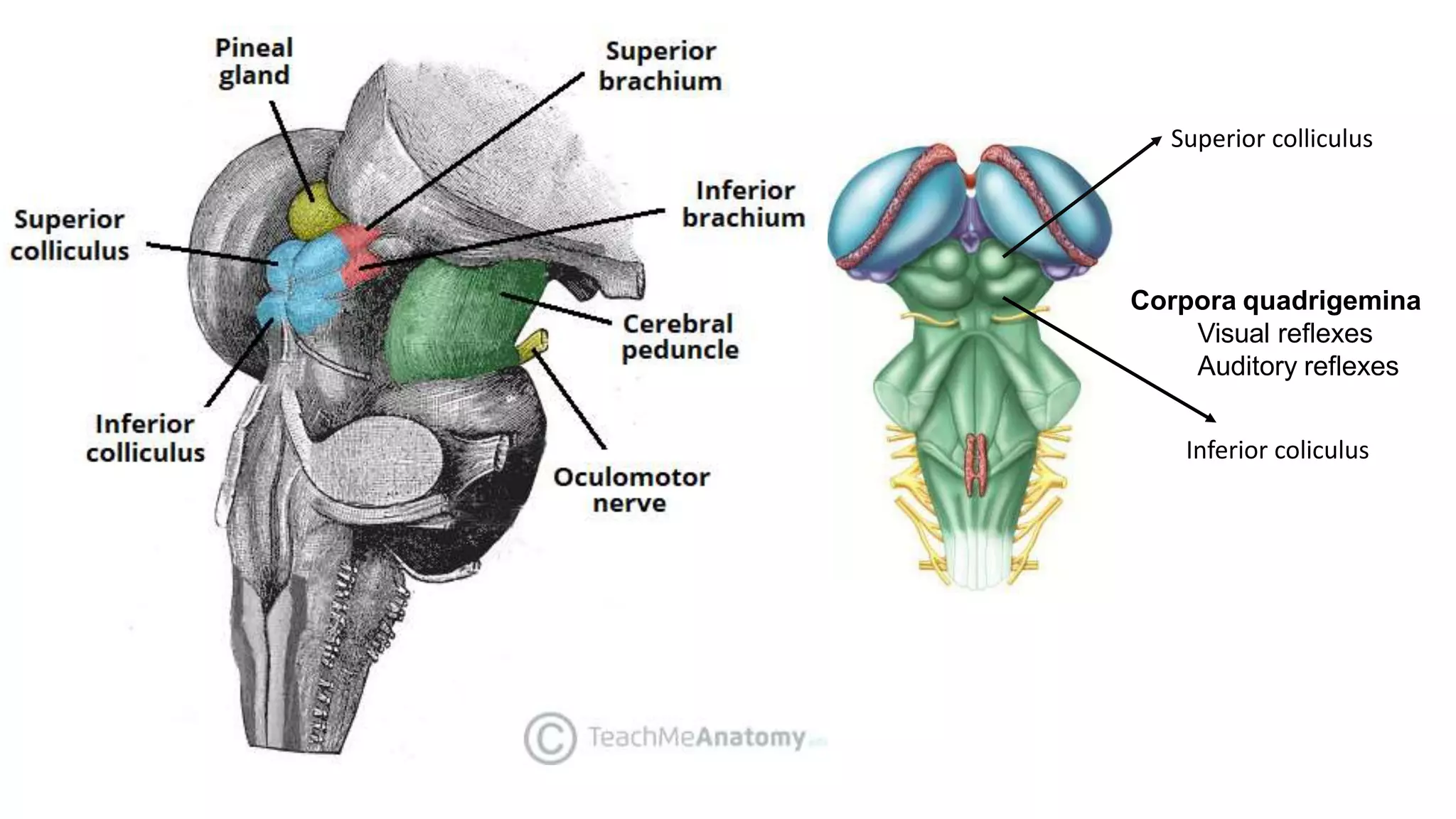anatomy of central nervous system | PPTX