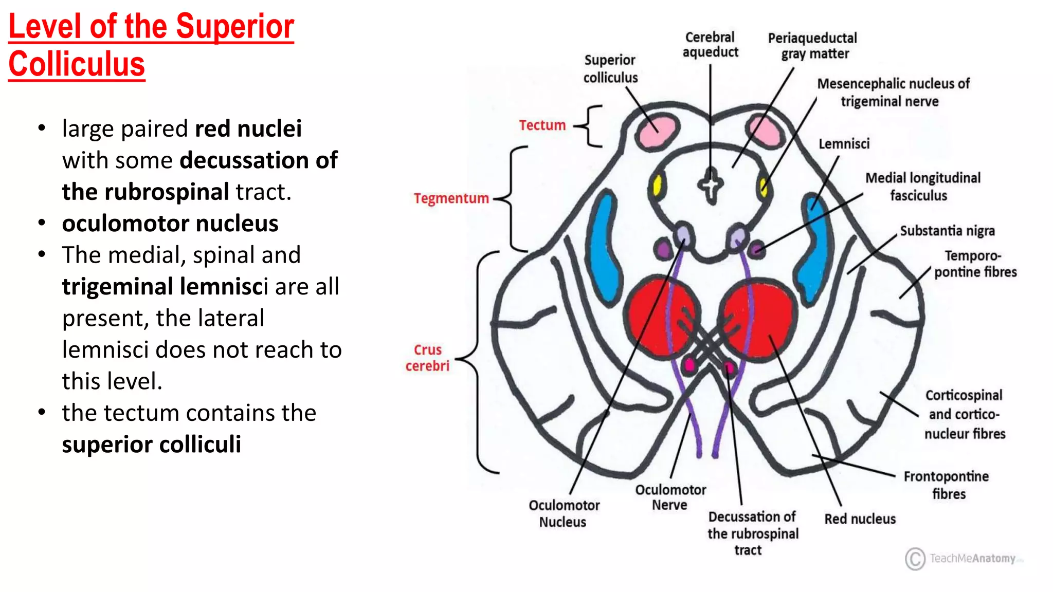 anatomy of central nervous system | PPTX