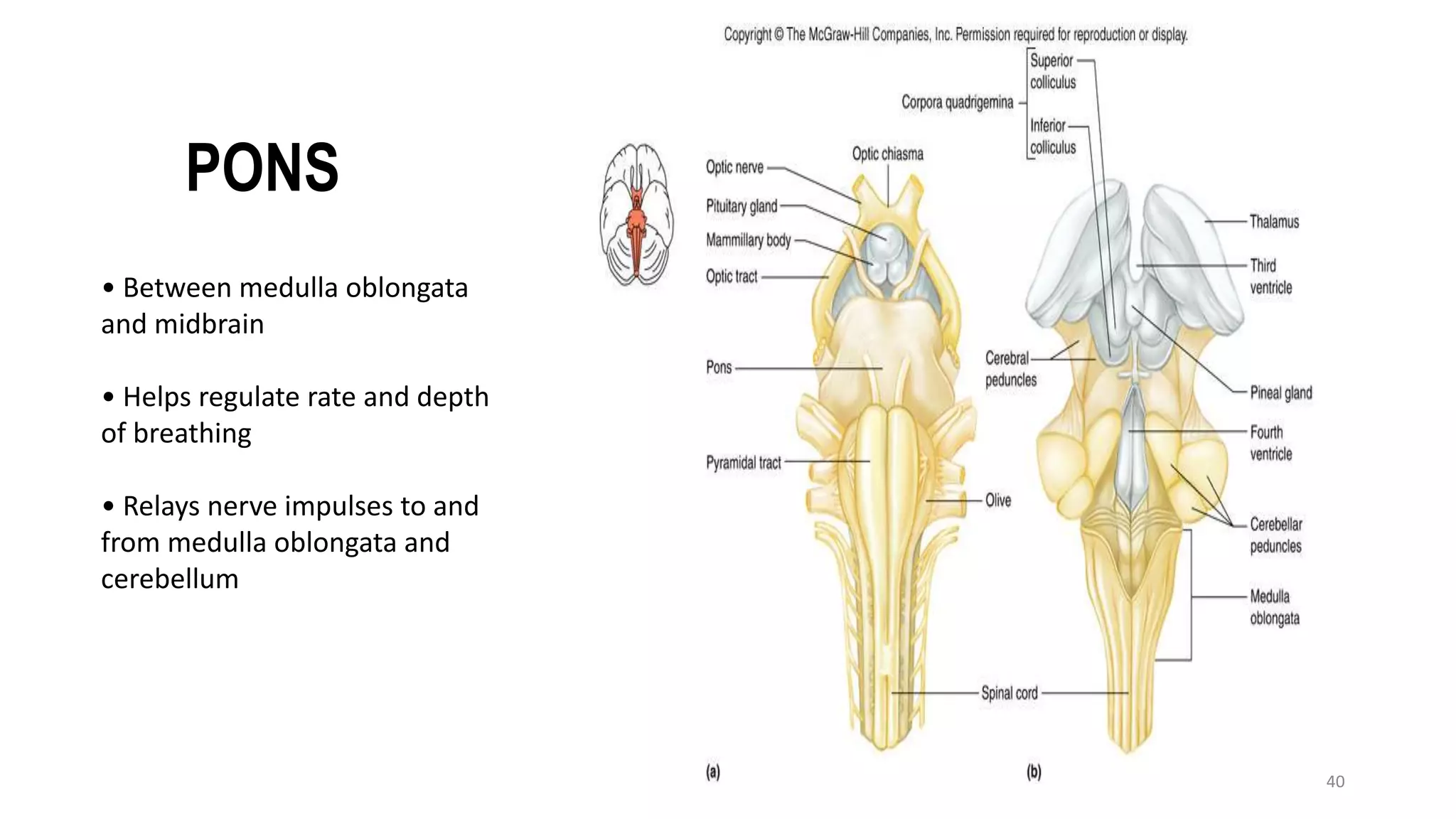 anatomy of central nervous system | PPTX