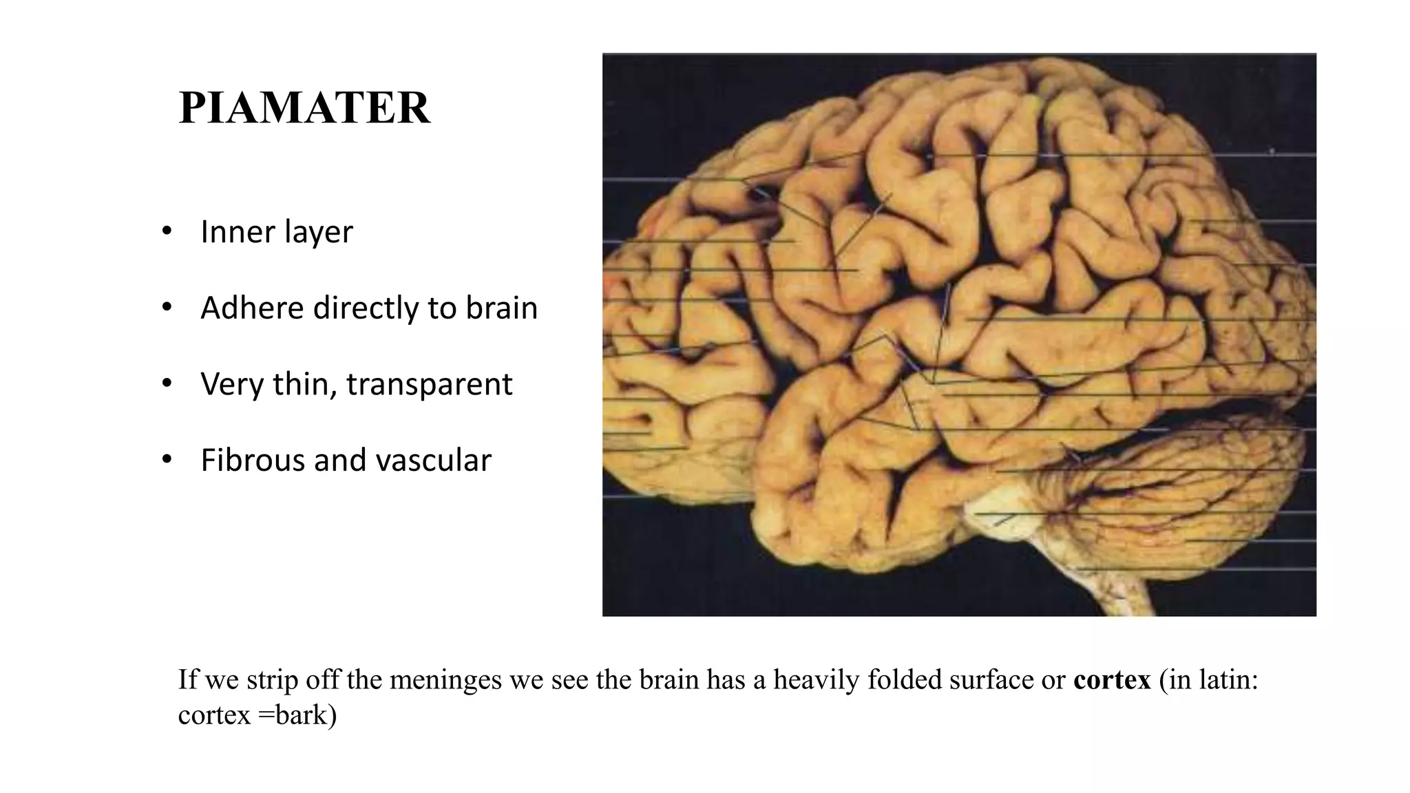anatomy of central nervous system | PPTX