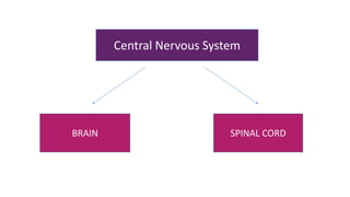 anatomy of central nervous system | PPTX