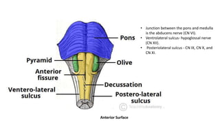 anatomy of central nervous system | PPTX