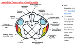 anatomy of central nervous system | PPTX
