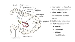 anatomy of central nervous system | PPTX